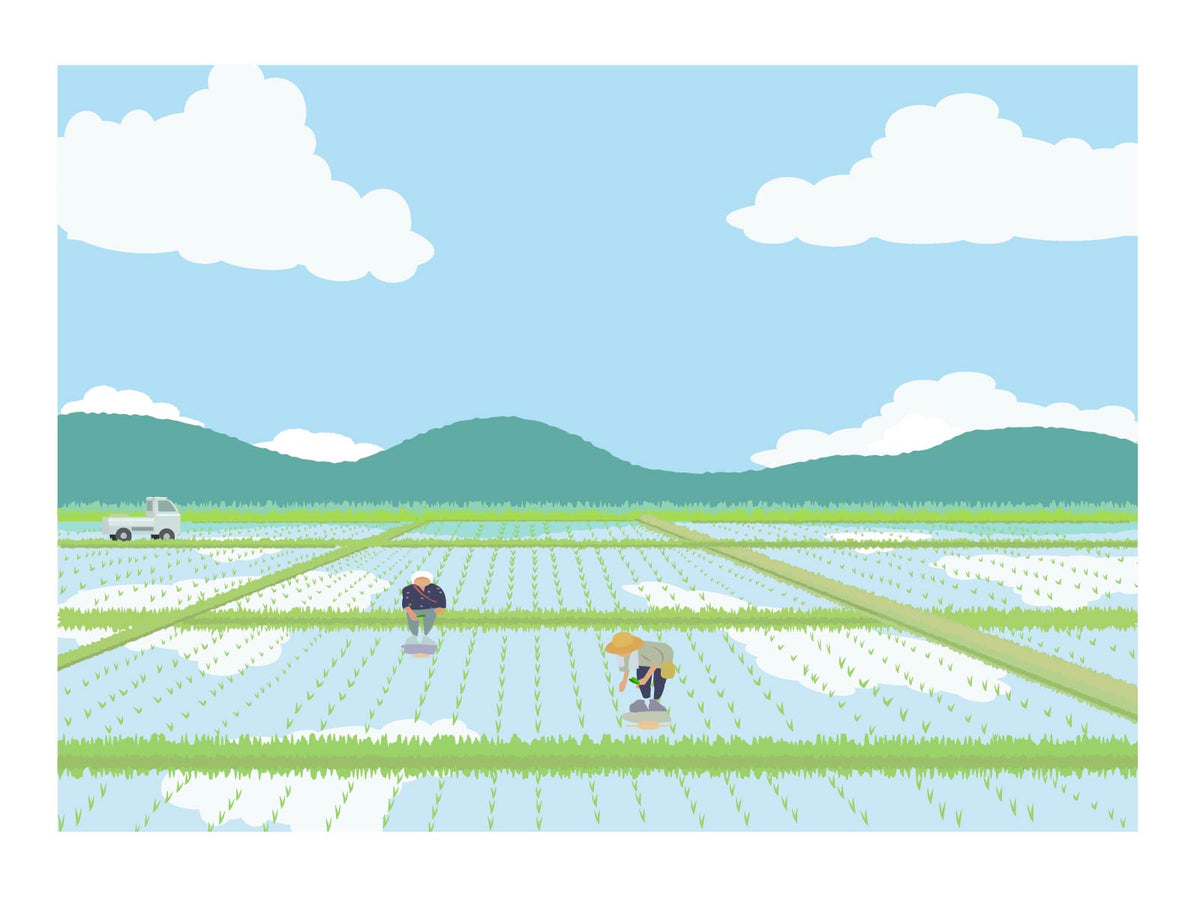 田植えシーズン到来 – UMACA meal